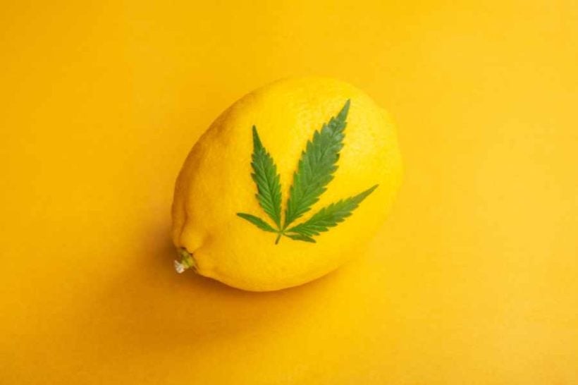 What are the health benefits of limonene in cannabis?